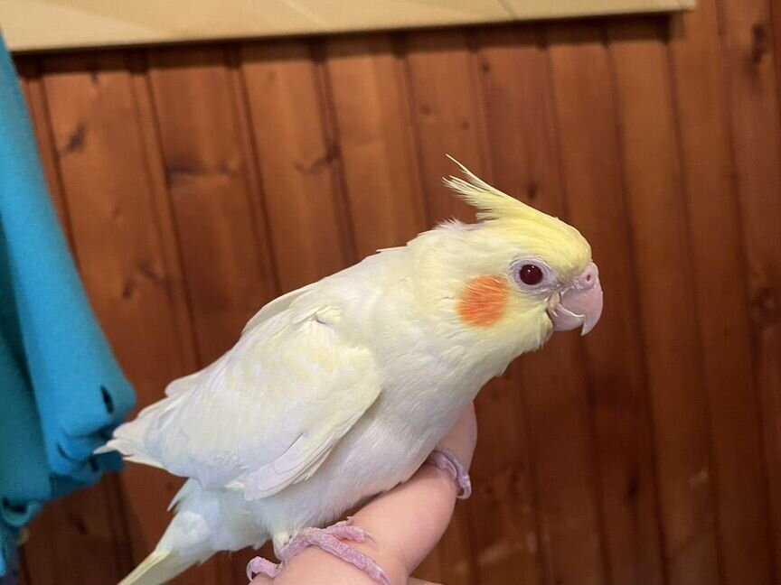 Ручной птенец кореллы лютино