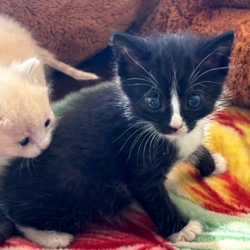 Котенок в добрые руки. Маленький Мейсон