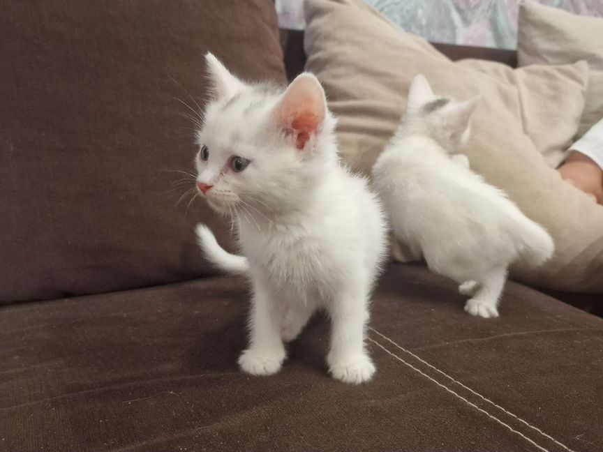 Три кота, три хвоста)