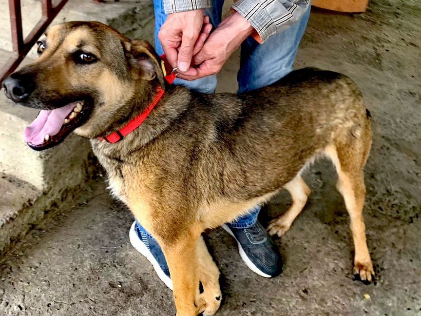 Выбери меня собака ищет дом