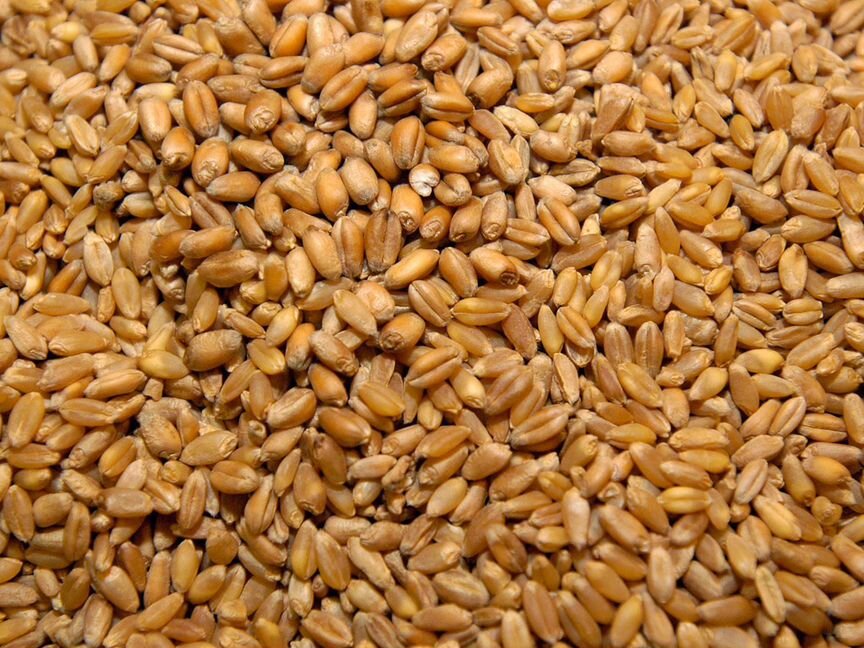 Рожь Пшеница 5 кл.; Ячмень; Нут белый; Овес; Просо