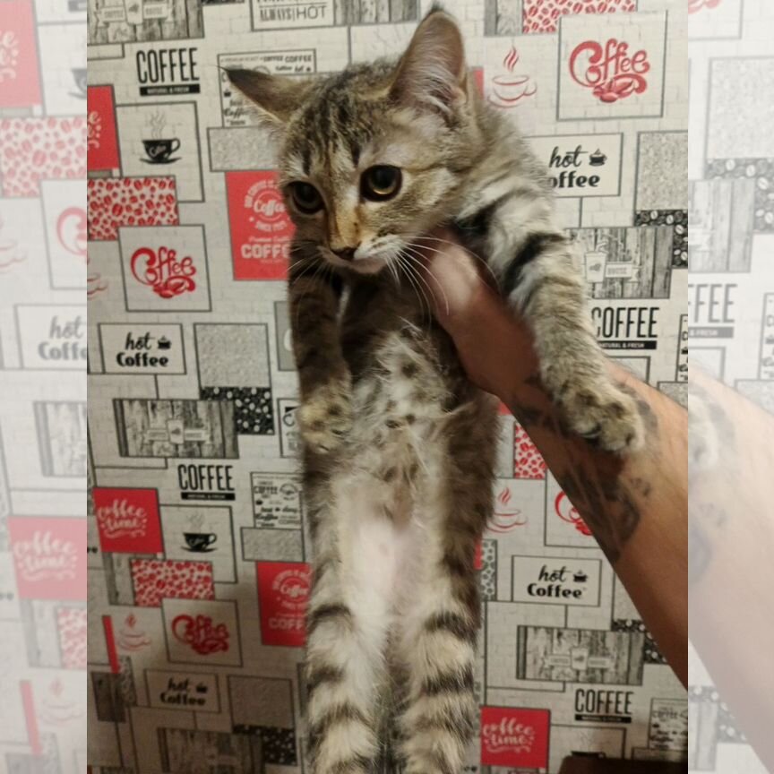 Котёнок в добрые руки