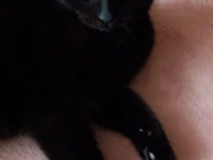 Котик черный