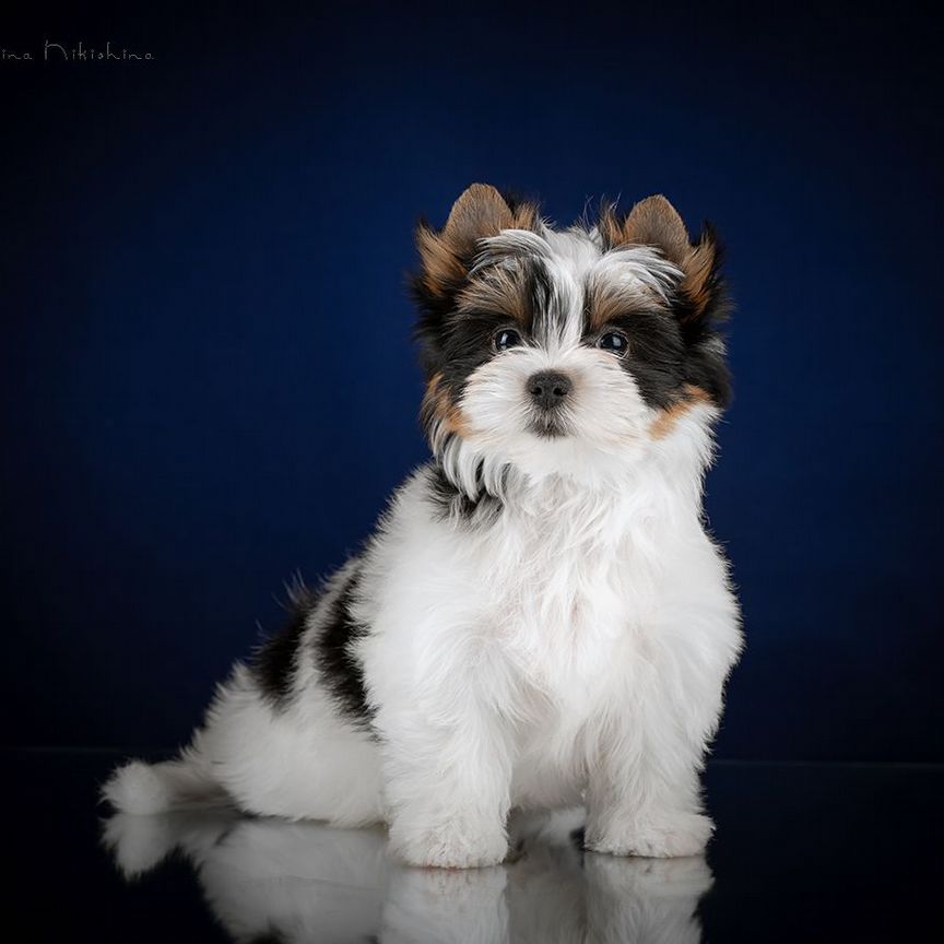 Щенки бивер йорка москва