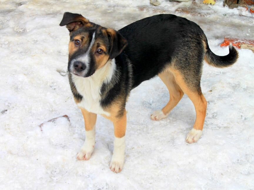 Собака 6 мес, Русик