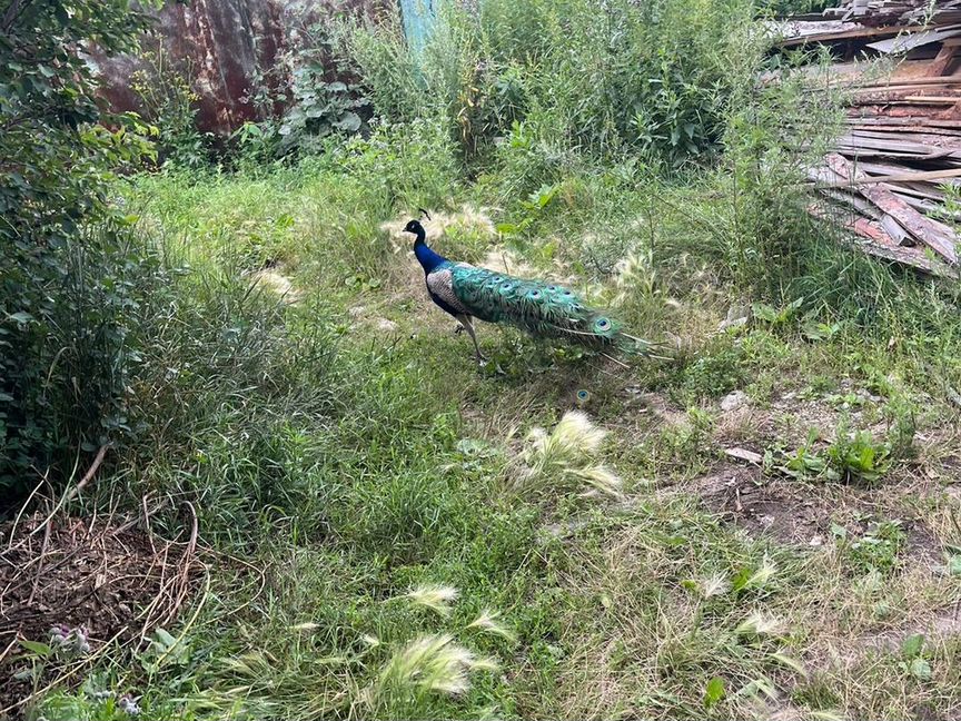 Пара павлинов