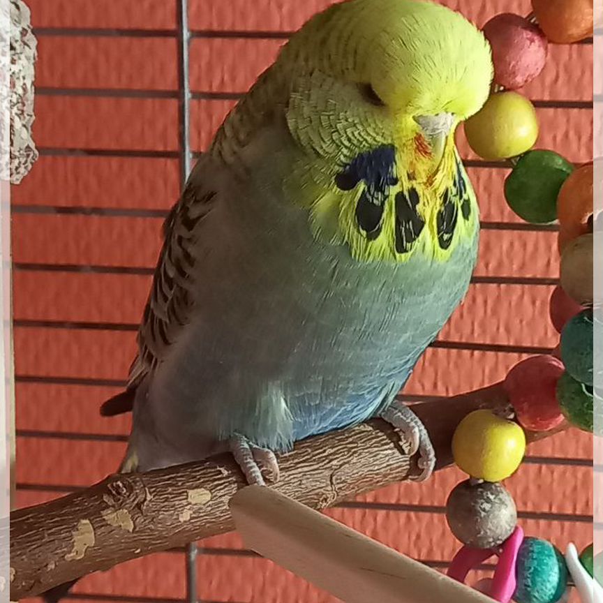 Попугай ввп чех