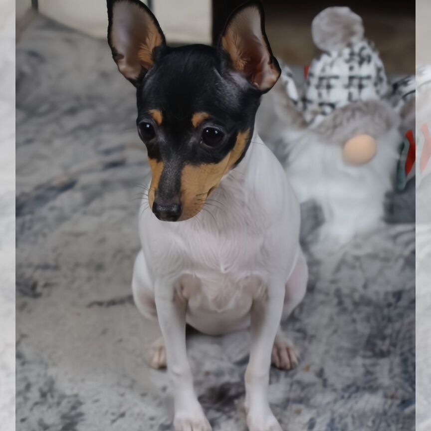 Цвергпинчер, щенок