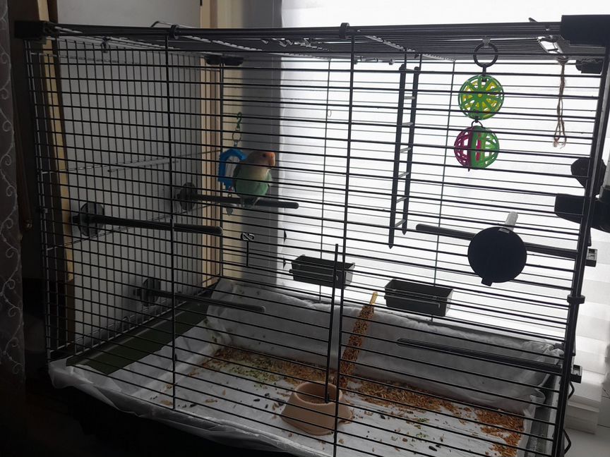 Попугай неразлучник