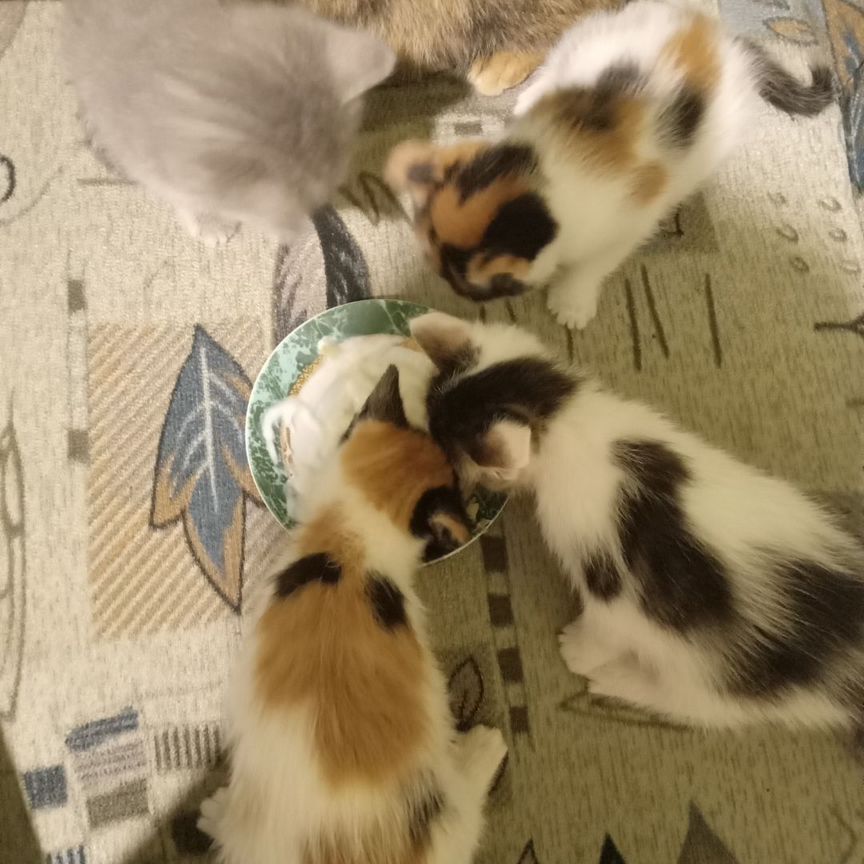 Умненькие котята