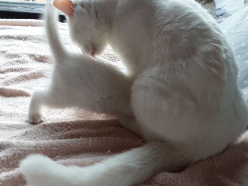 2 белых ангелочка в добрые руки