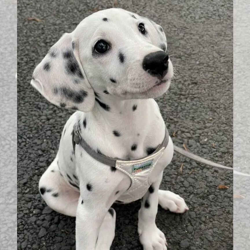Далматин, щенок