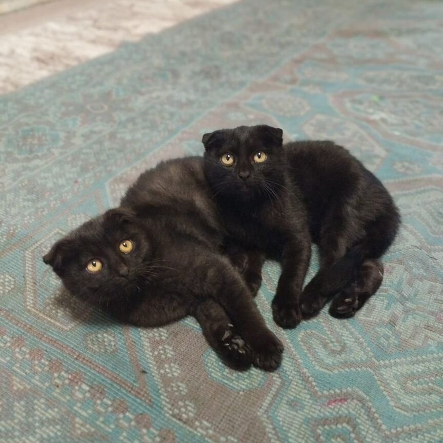 Котята мальчики вислоухие даром
