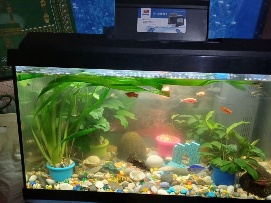 Аквариум с рыбками