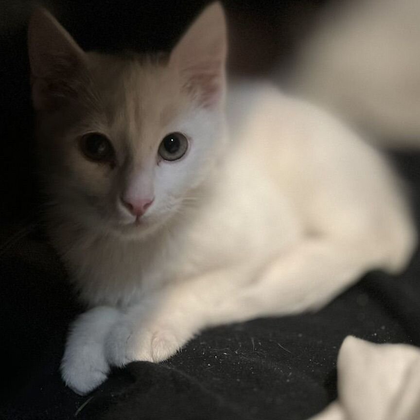 Белые Котята