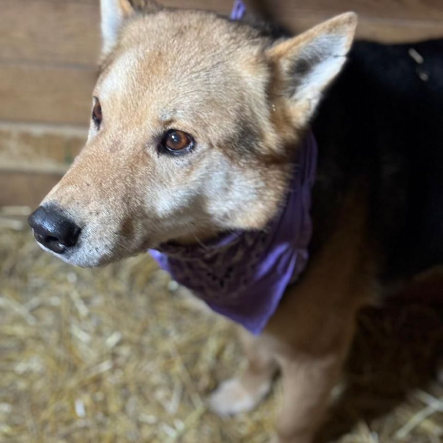 Собака, Феникс ищет дом