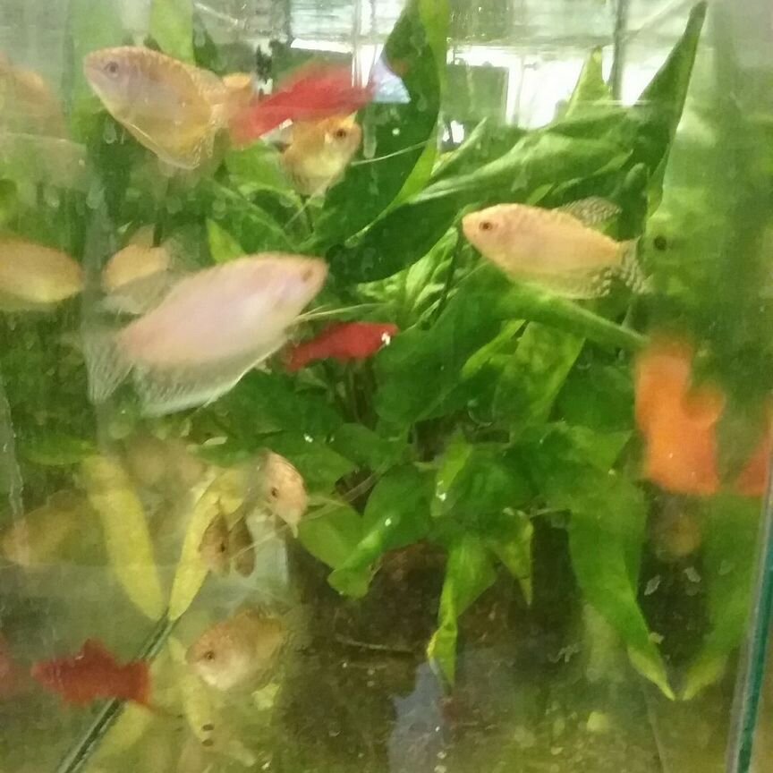 Гурами золотой