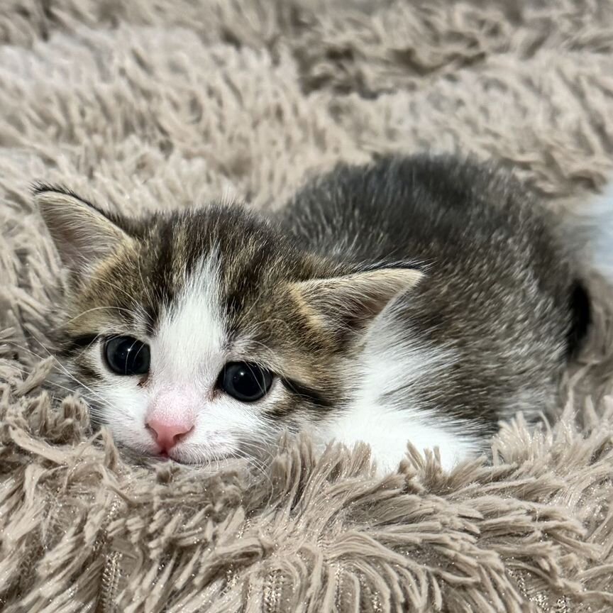 Котенок девочка в добрые руки