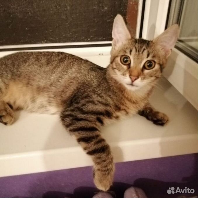 Котенок в добрые руки. Усатый-полосатый