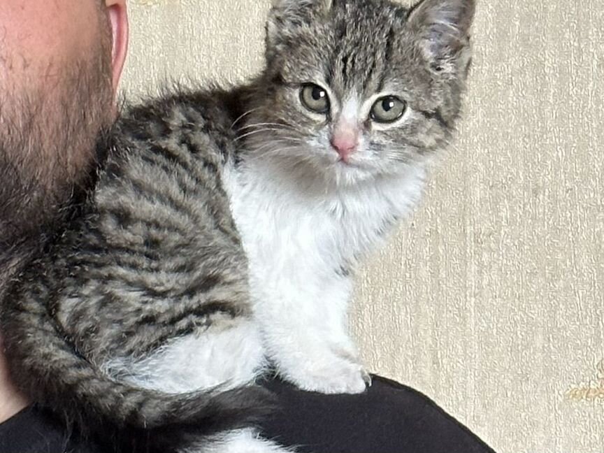 Подари котенку дом
