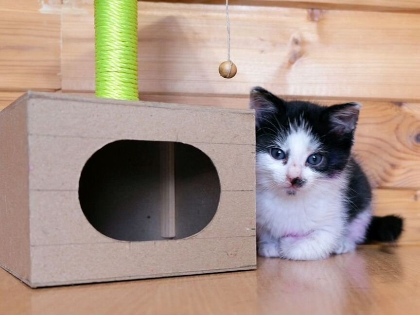 Котенок чёрно-белый девочка моторчик