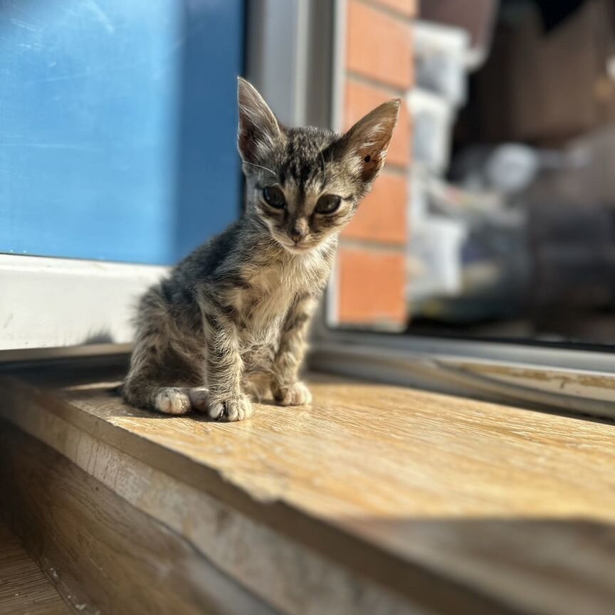 Котята в добрые руки бесплатно