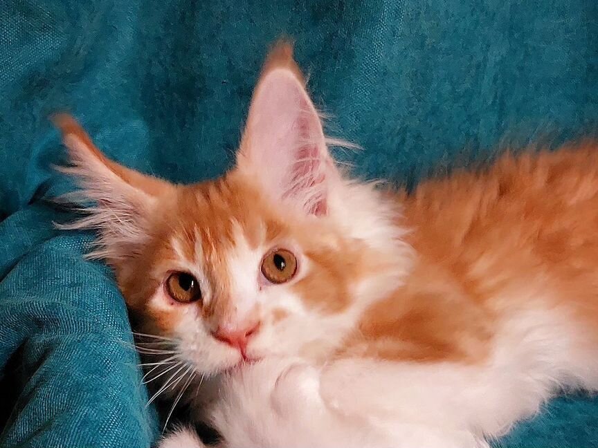 Котик Мейн-кун от чемпионов породы