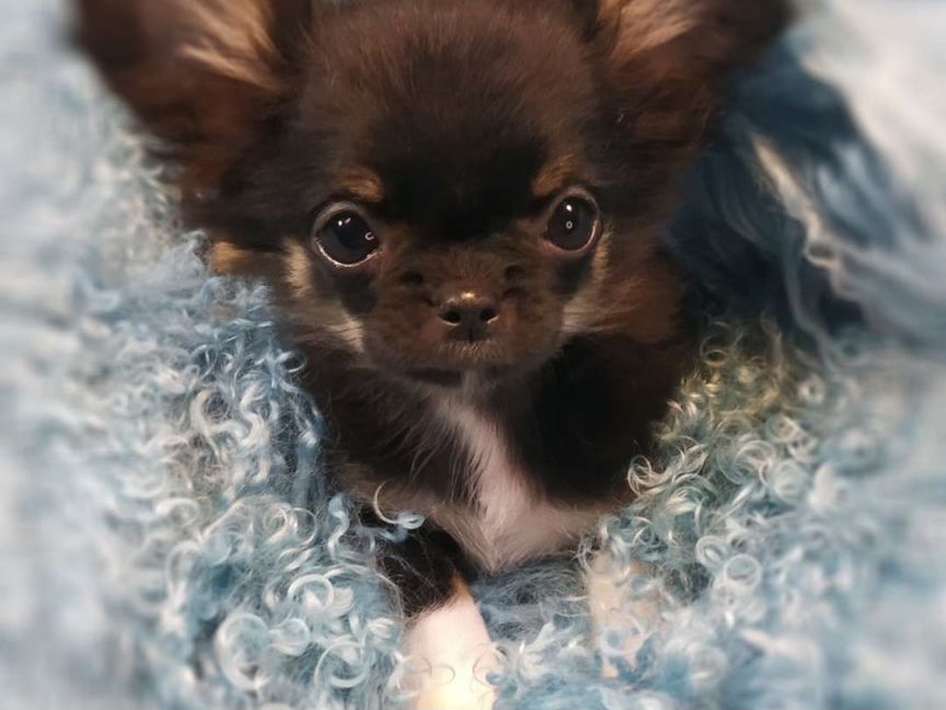 Чихуахуа.Мини мальчик