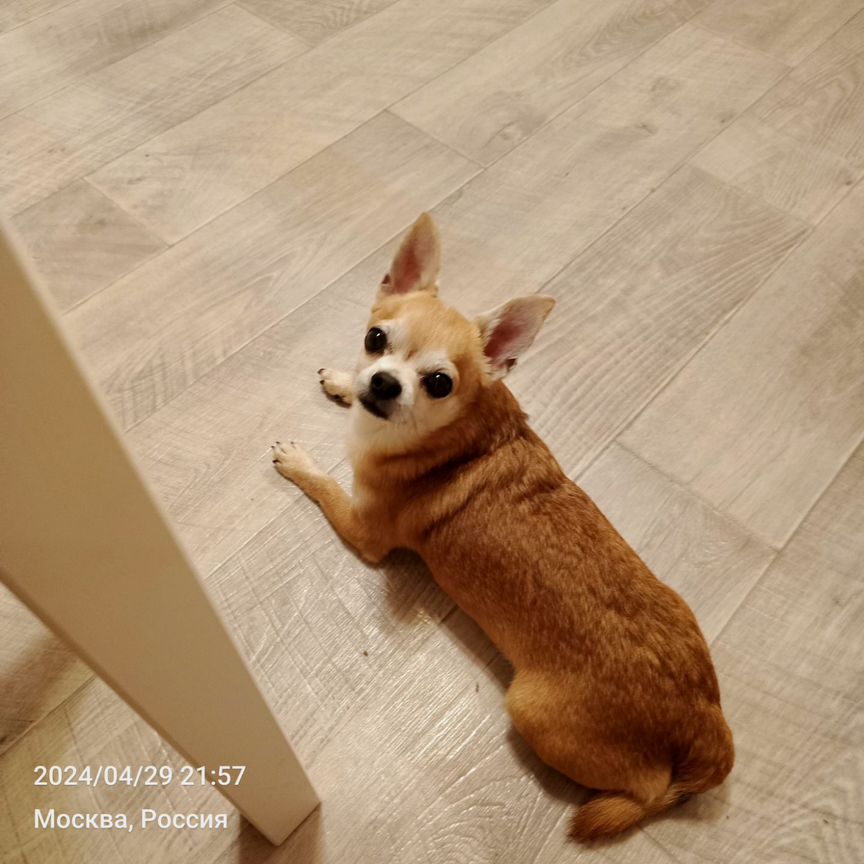 Чихуахуа кобель на вязку