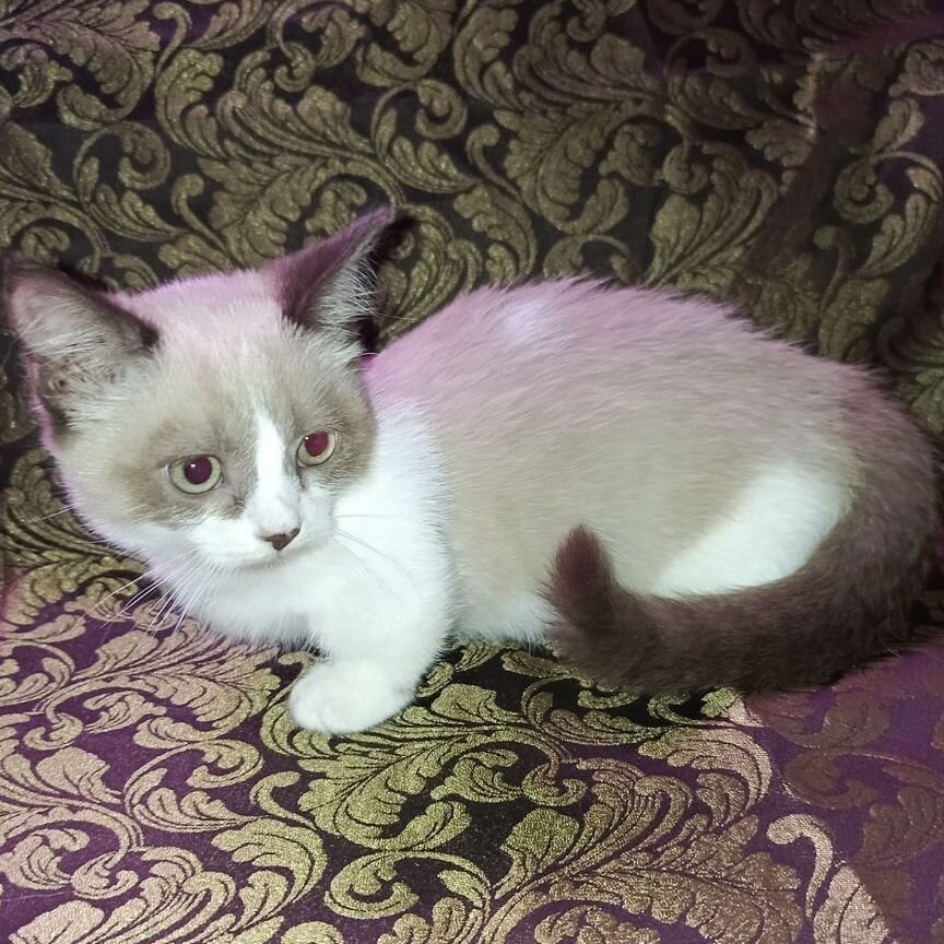 Манчкин. Короткие лапки