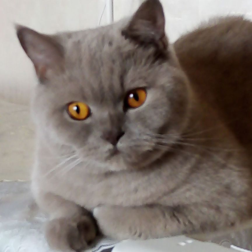 Отдам в добрые руки кошка