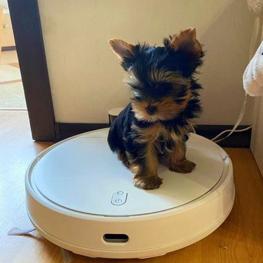 Йоркширский терьер