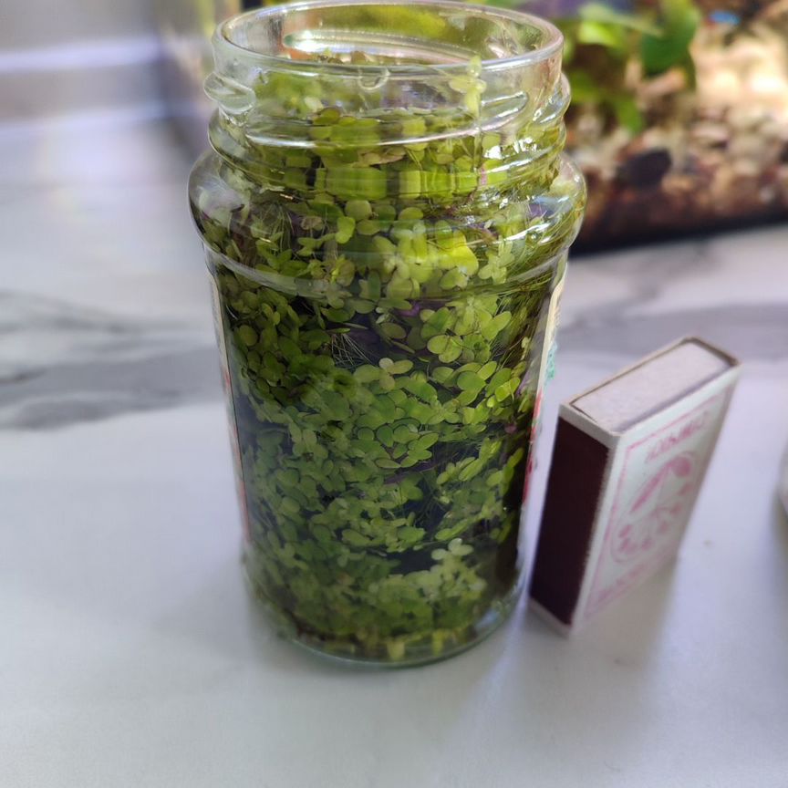 Ряска для аквариума
