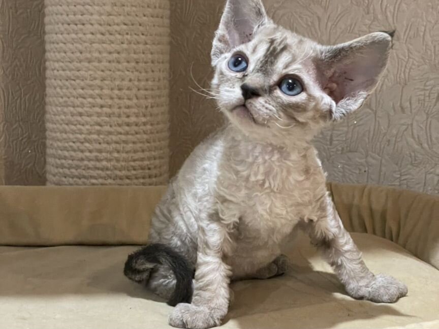 Котята Девон-рекс