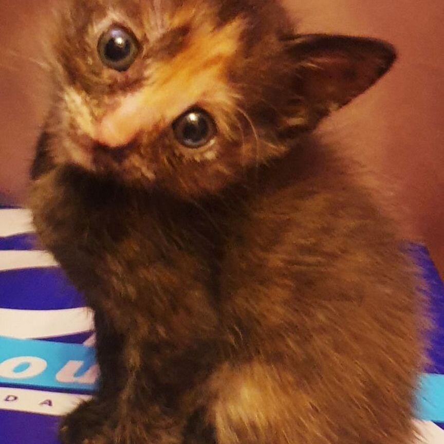 Отдам котёнка в добрые руки