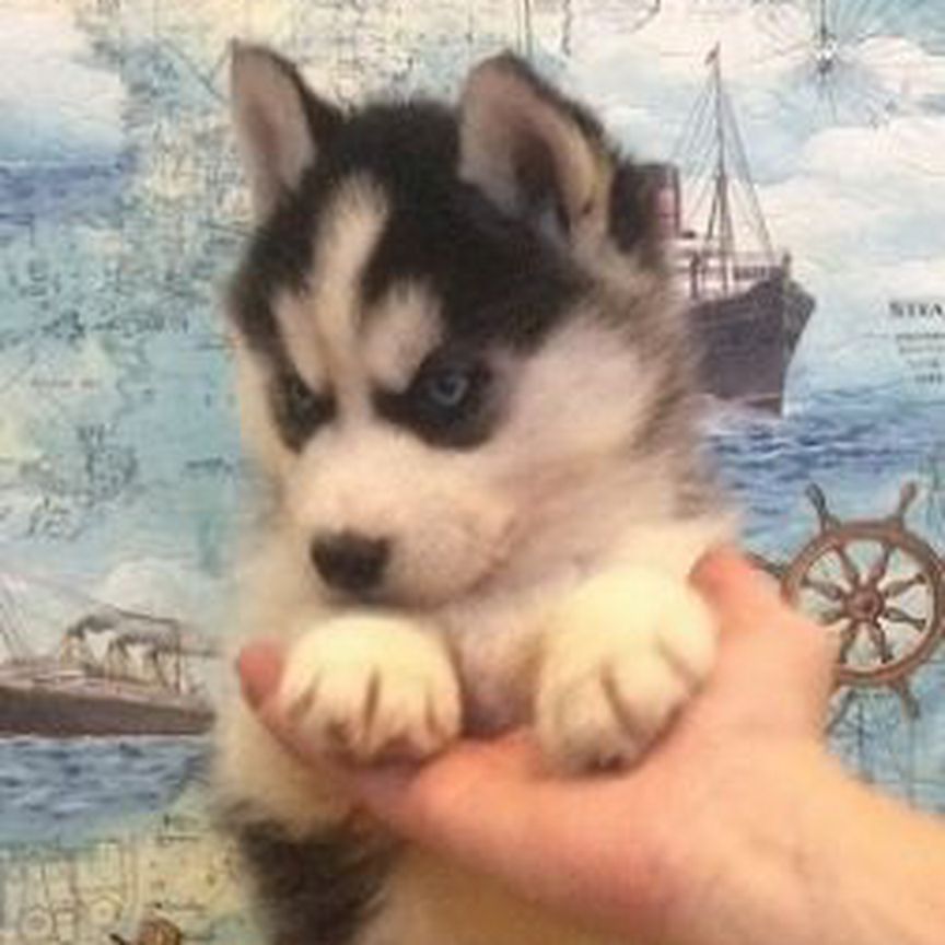 Щеночки хаски