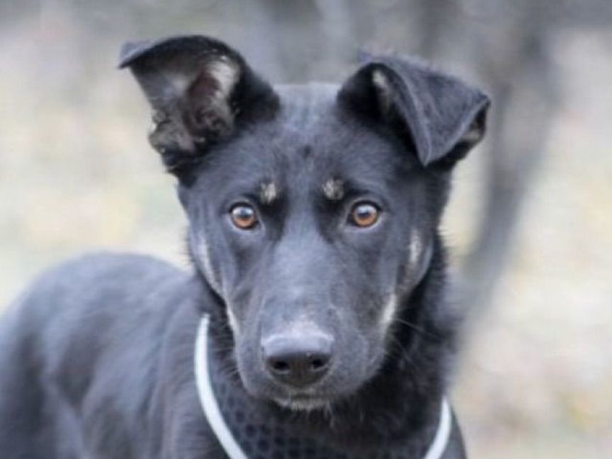 Девочка Кикки 8 мес. ищет свой дом