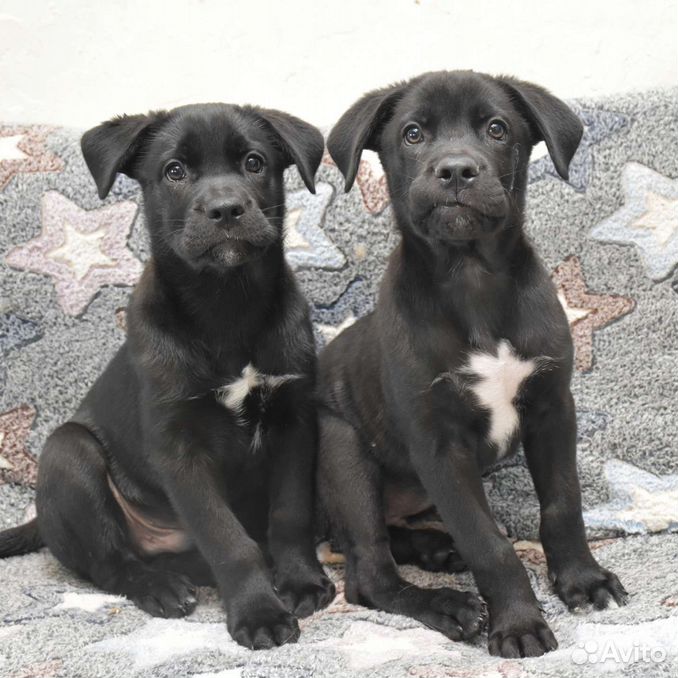 Мальчики метисы Кане Корсо