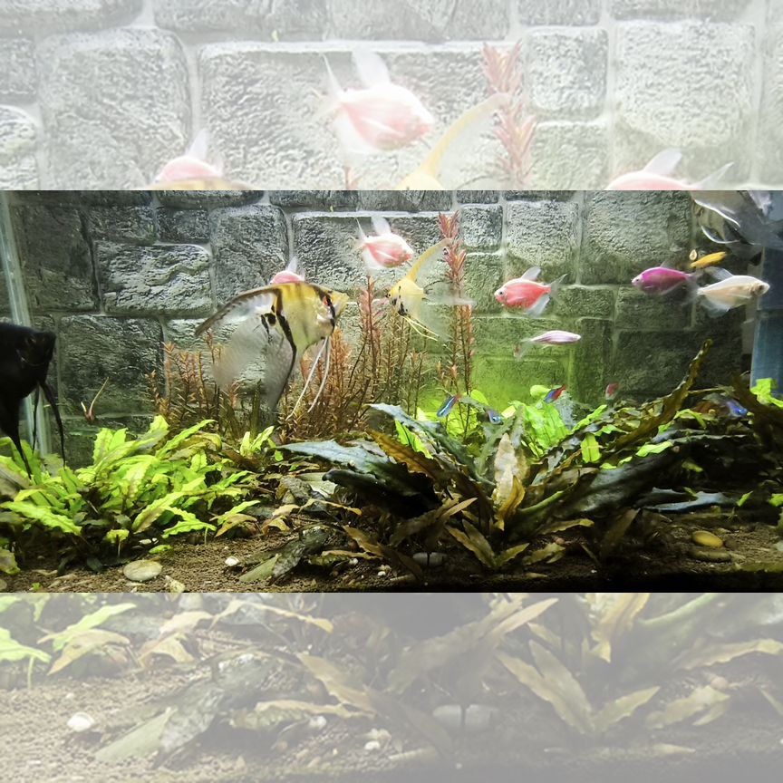 Улитки аквариумные