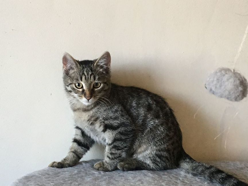 Тигрёнок (котик)