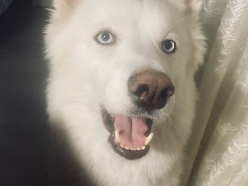 Собачья шерсть белого цвета Хаски мягкая