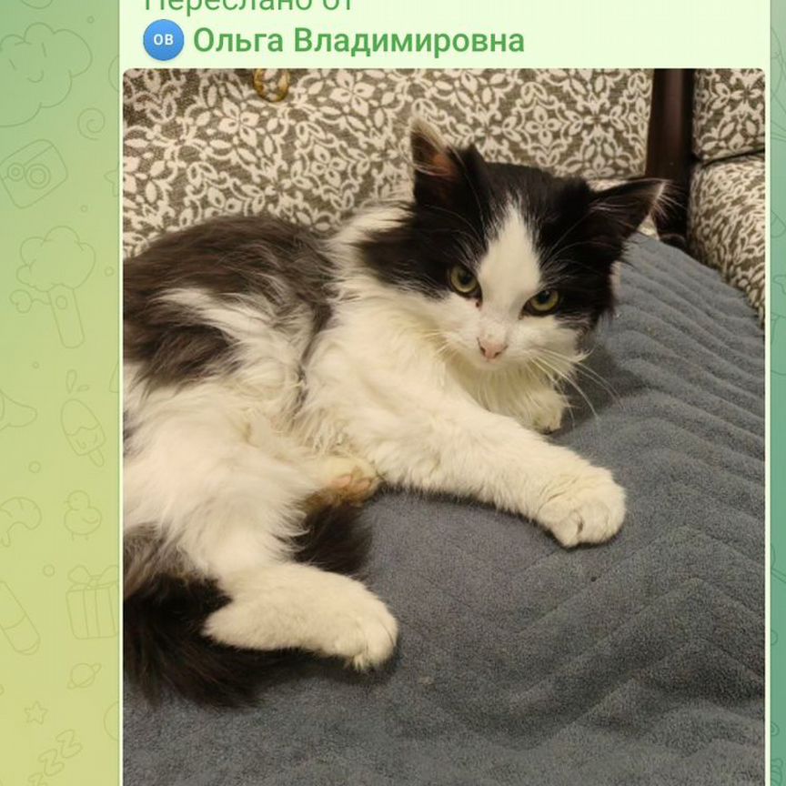 Котёнок в добрые руки