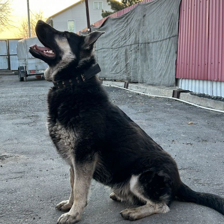 Восточноевропейская овчарка, щенок