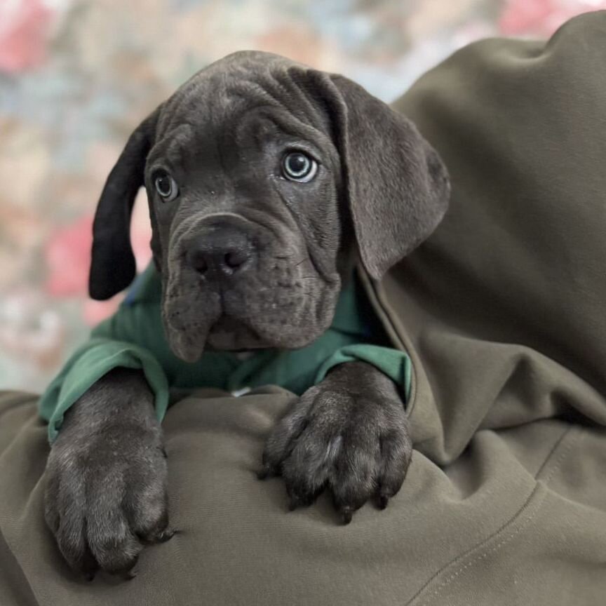 Кане-корсо, щенок