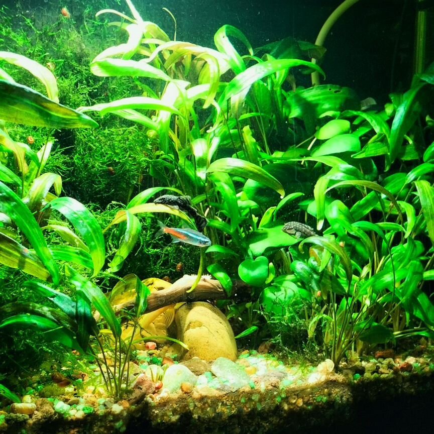 Аквариум, рыбки, растения и оснащение