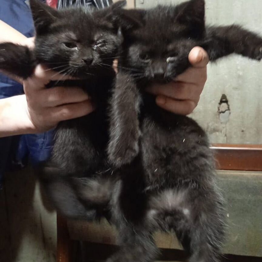 Кому котят