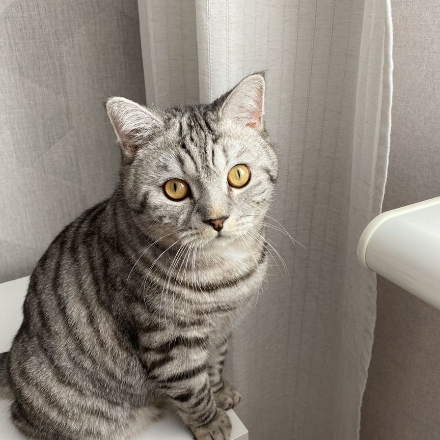 Отдам кота в добрые руки