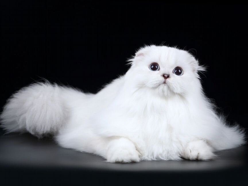 Шотландский кот вязка