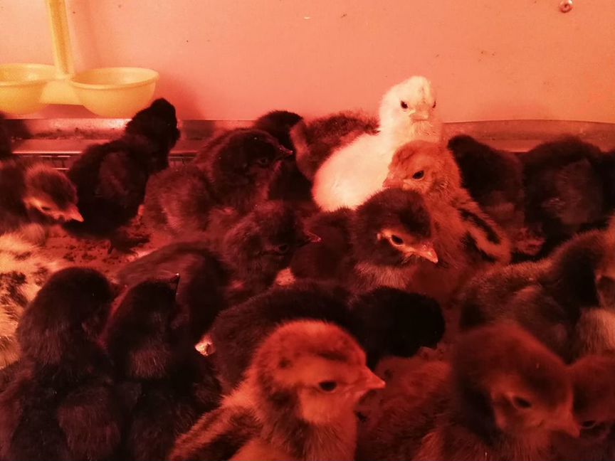 Павловские цыплята