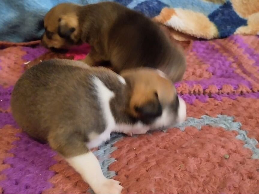 Собака в добрые руки щенок